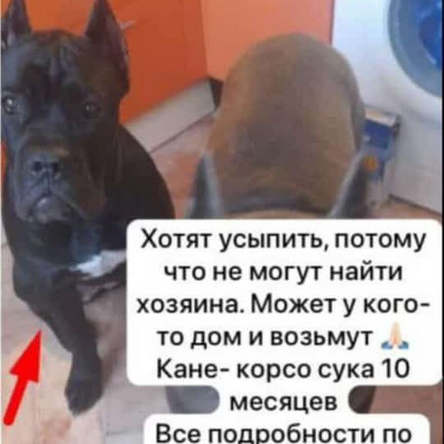 Спасите песика