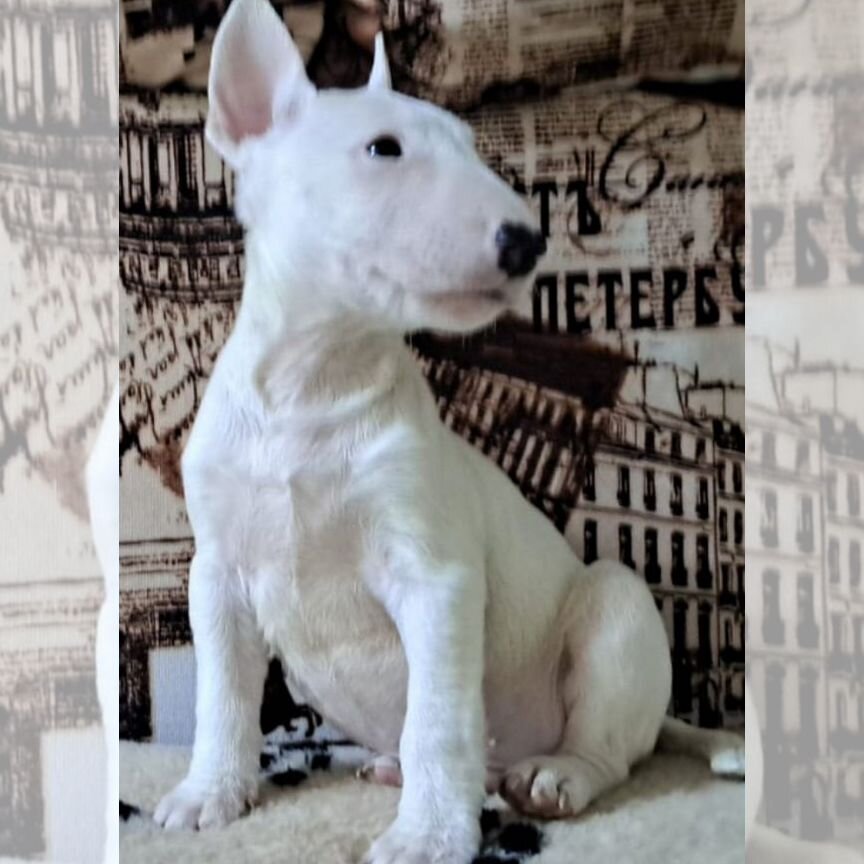 Бультерьер, щенок