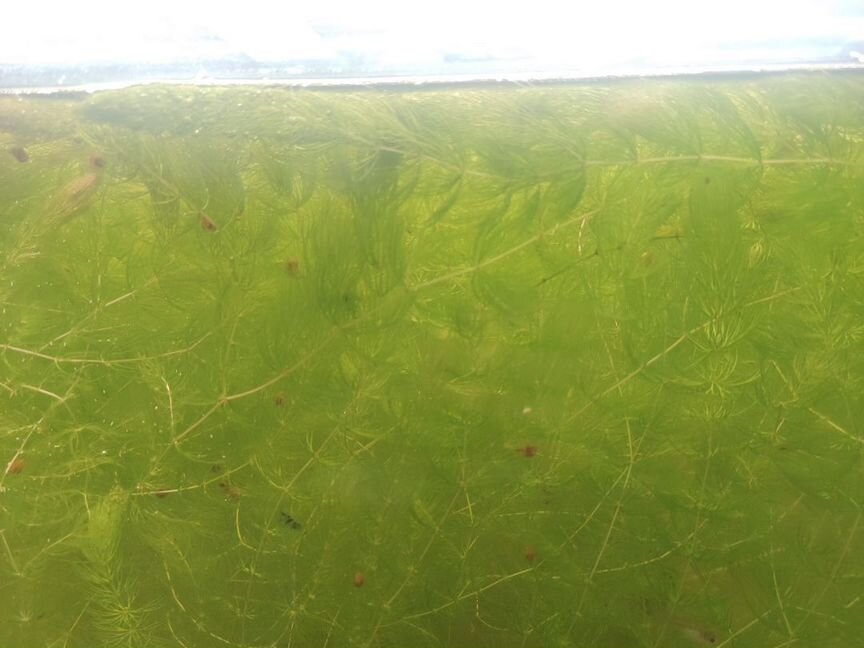 Аквариумные растения прополка