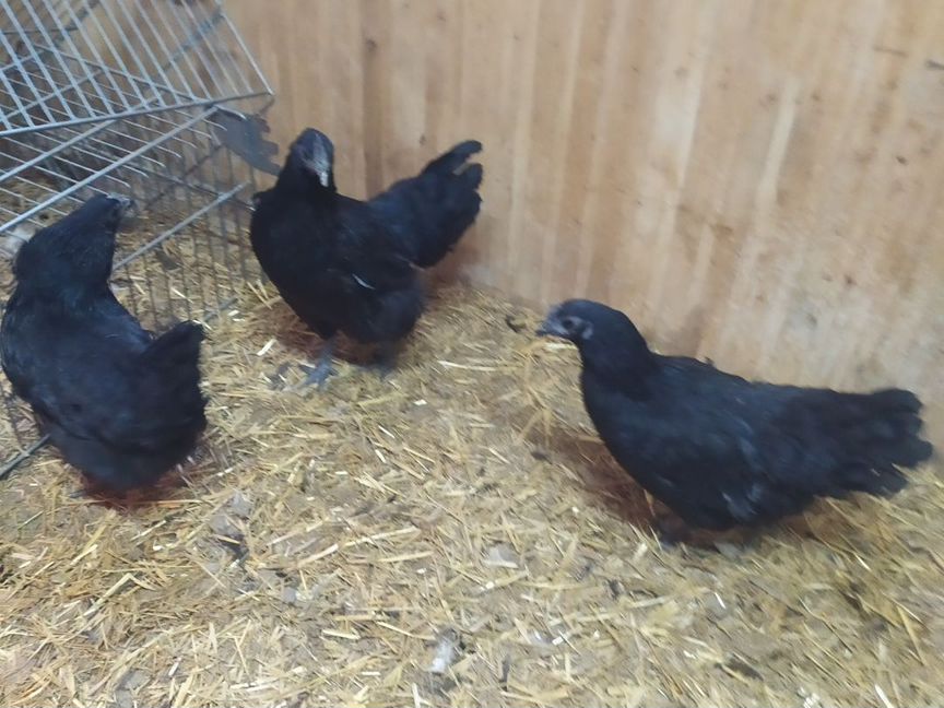 Инкубационное яйцо кур