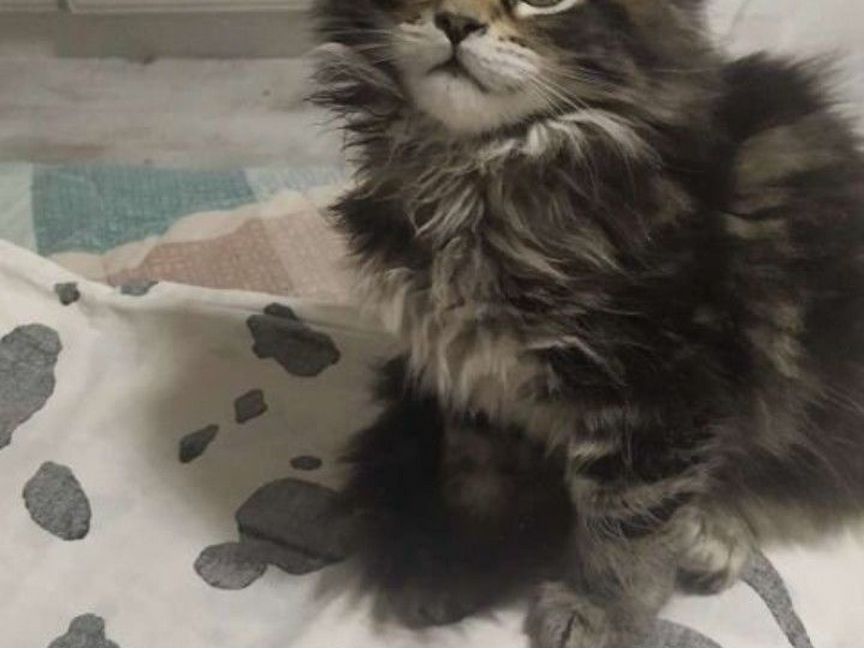 Великолепные пушистые дети кунята