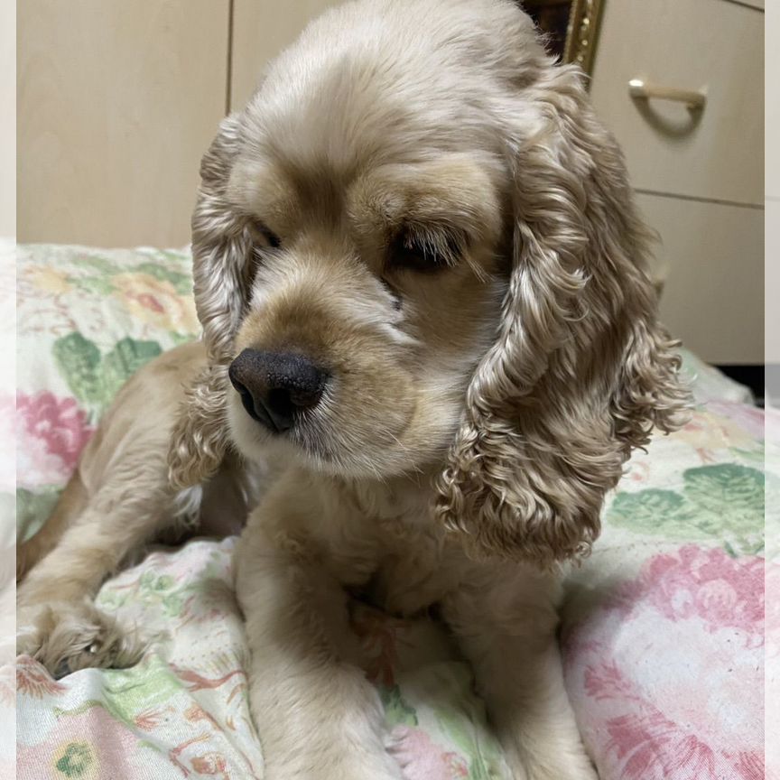 Кокер спаниель, взрослая собака