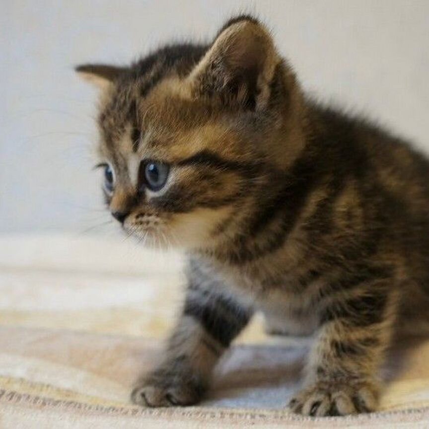 Шотландские котята