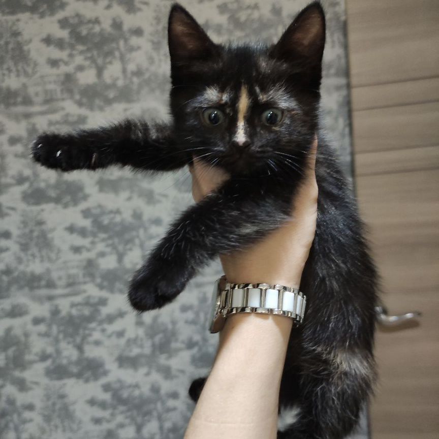 Котята в добрые руки бесплатно на выбор