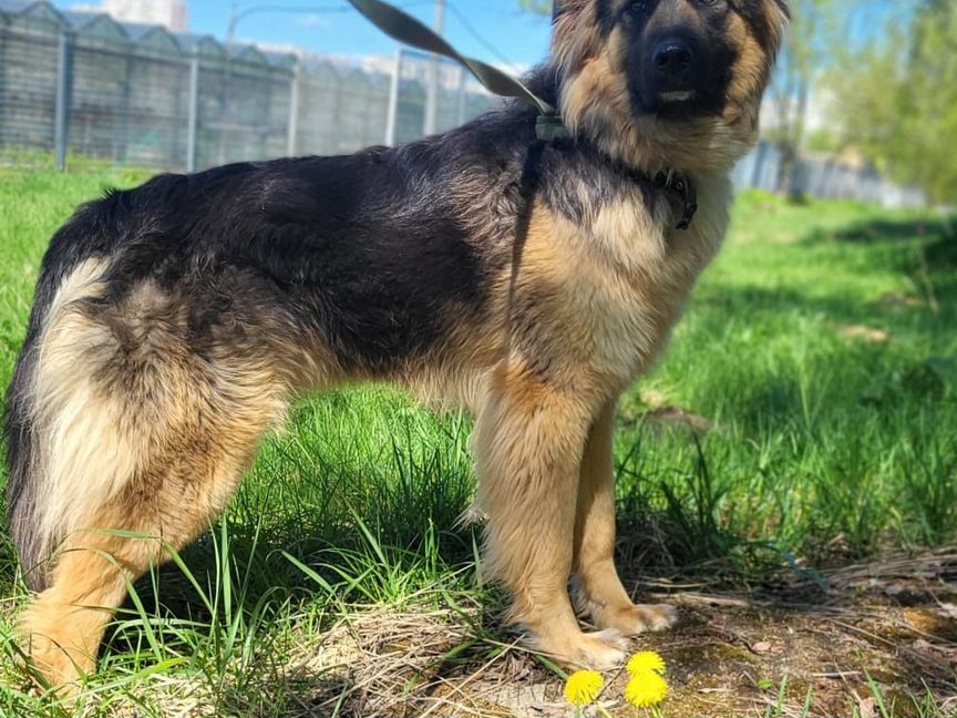 Шкипер. Щенок из приюта в добрые руки