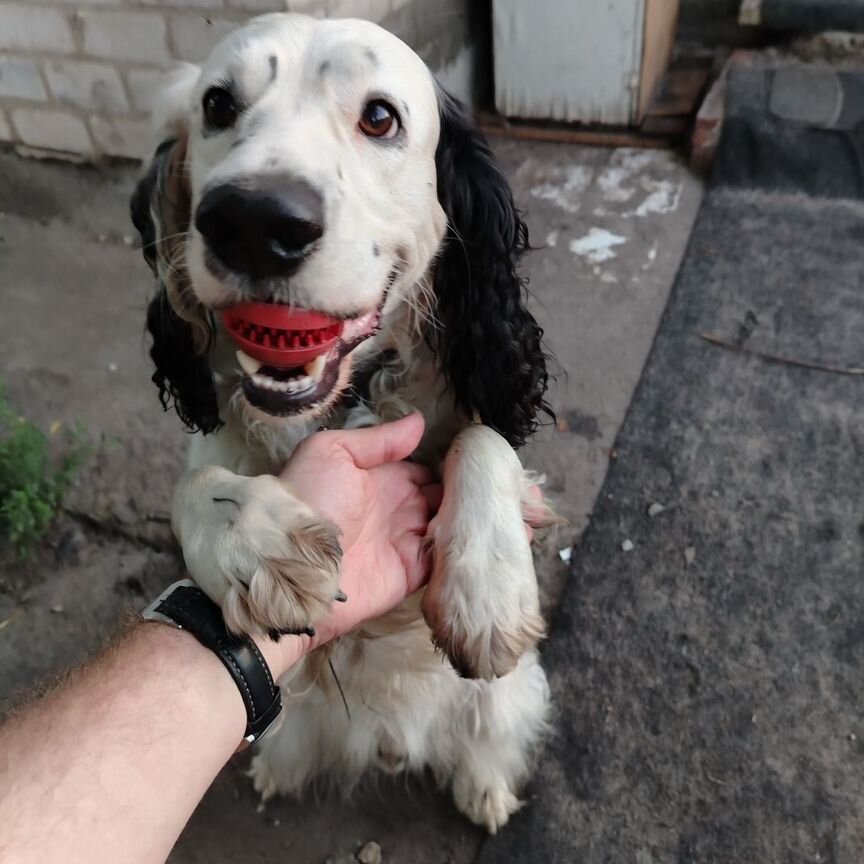 Мальчик ищет девочку для создания семьи