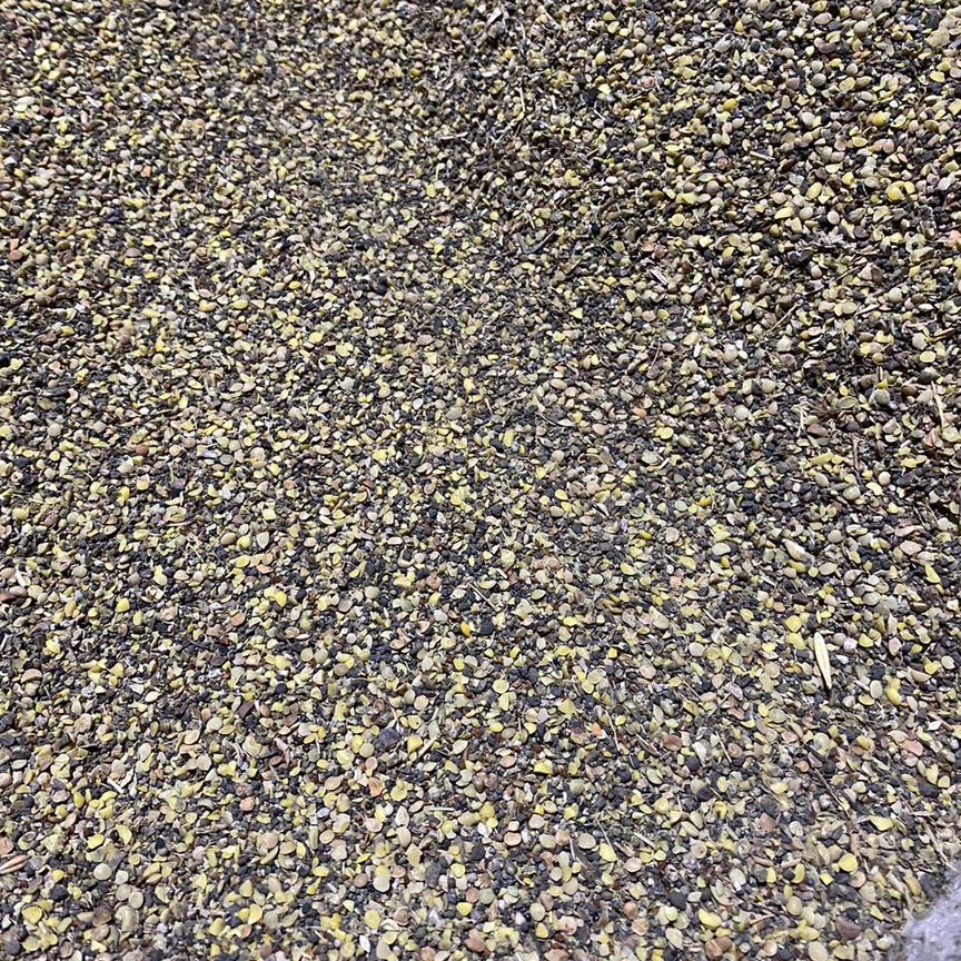 Зеленая чечевица в мешках отход