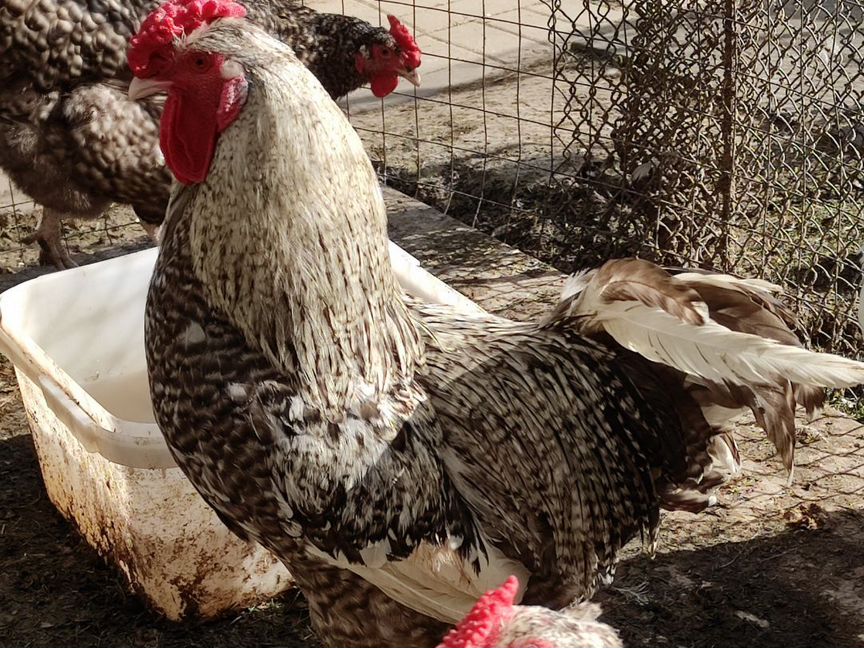 Петух молодой