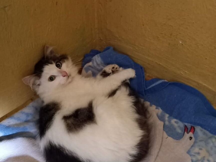 Котенок в добрые руки
