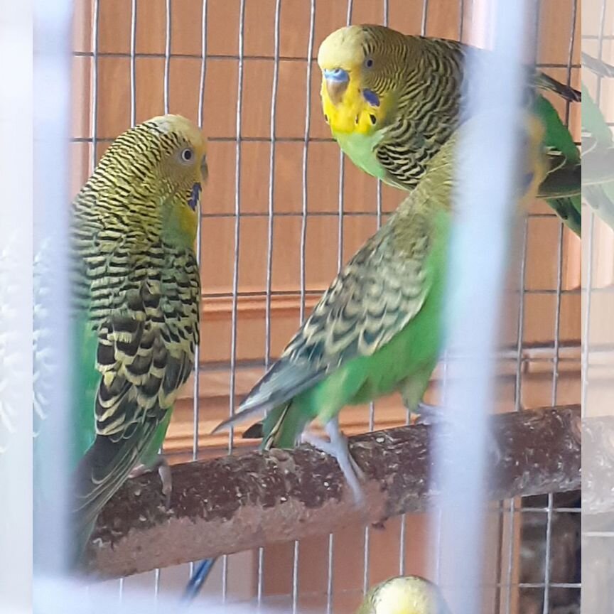 Волнистый попугай