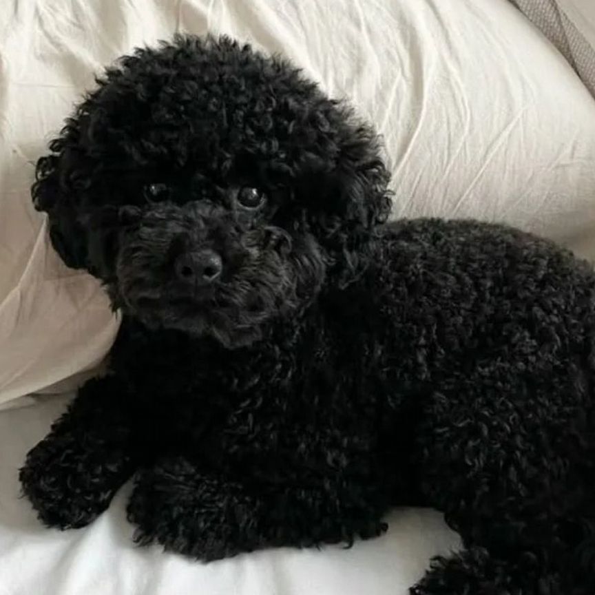 Той-пудель, щенок