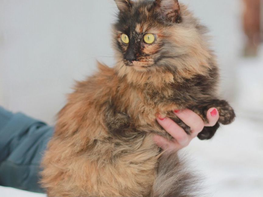 Феона в добрые руки