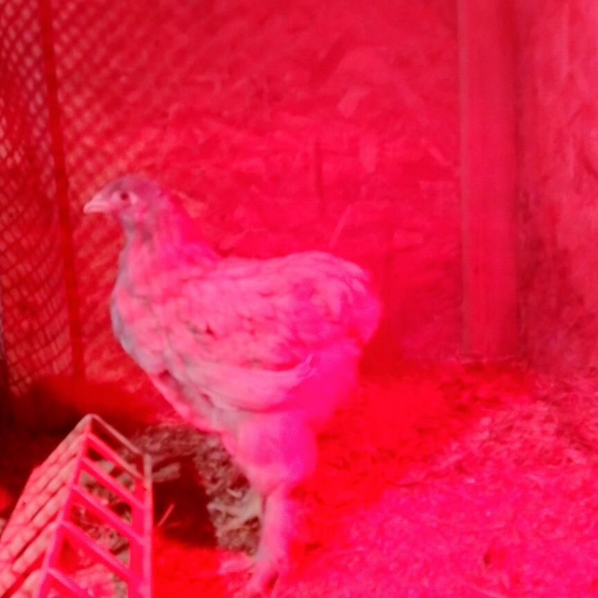 Петушок Кохинхин
