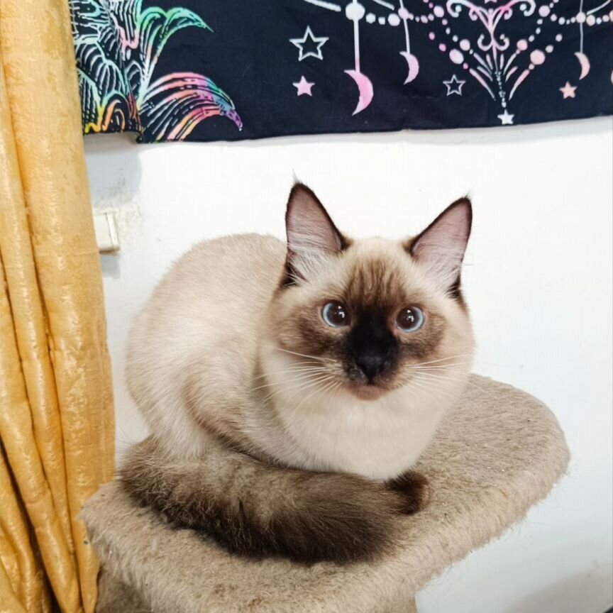 Балинезийская кошка