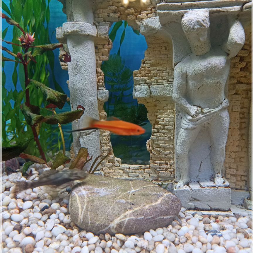 Аквариумные рыбки меченосцы