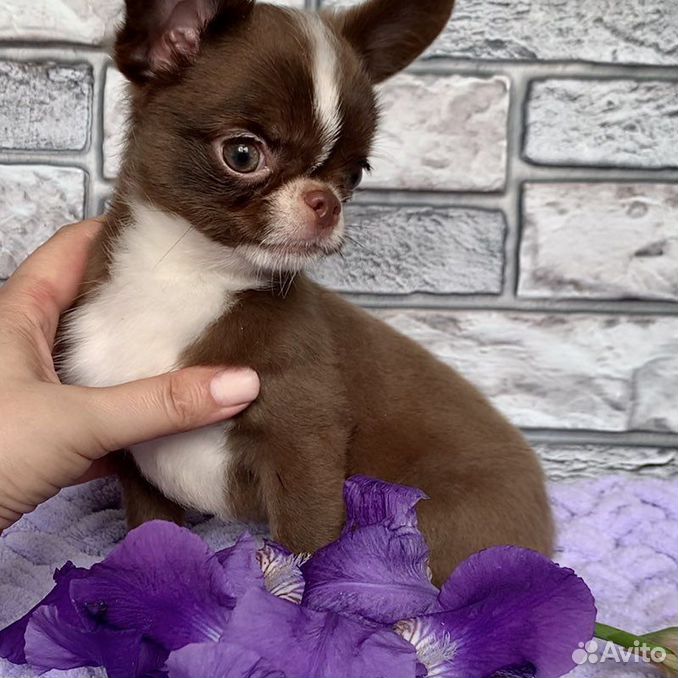 Супер курносик мальЧиш