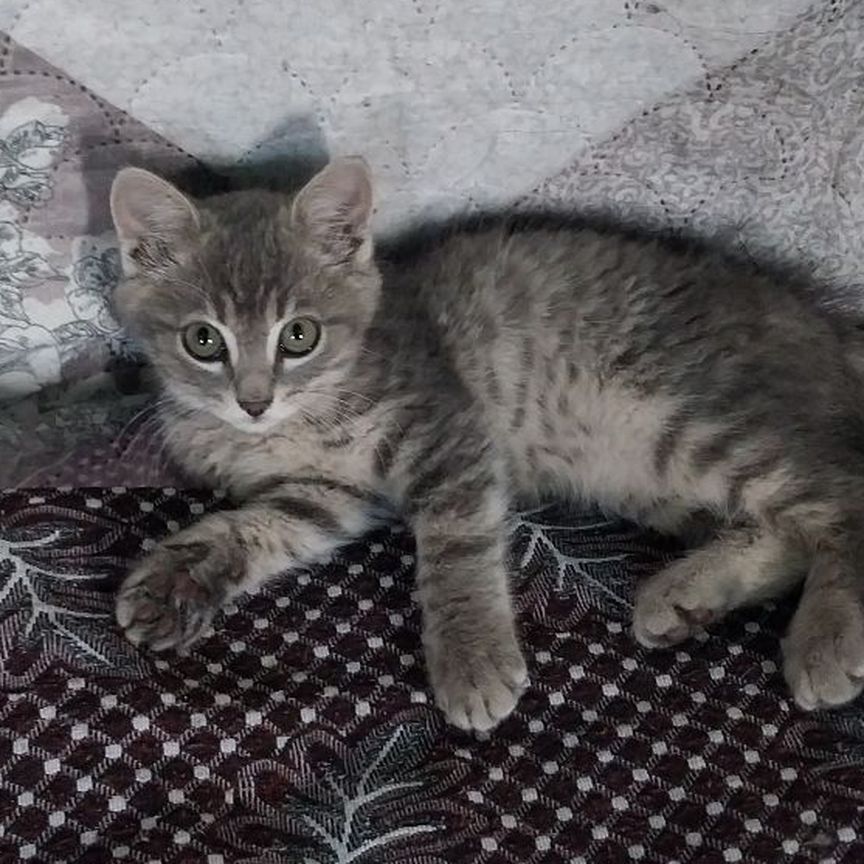 Котёнок в добрые руки