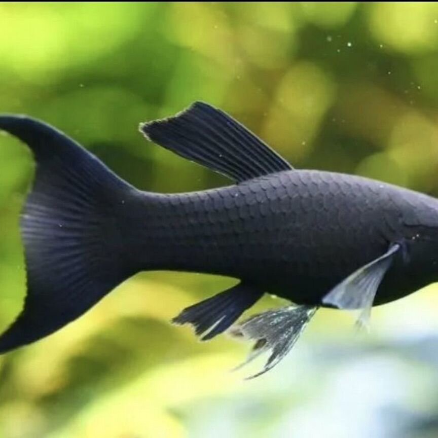 Пара молинезий