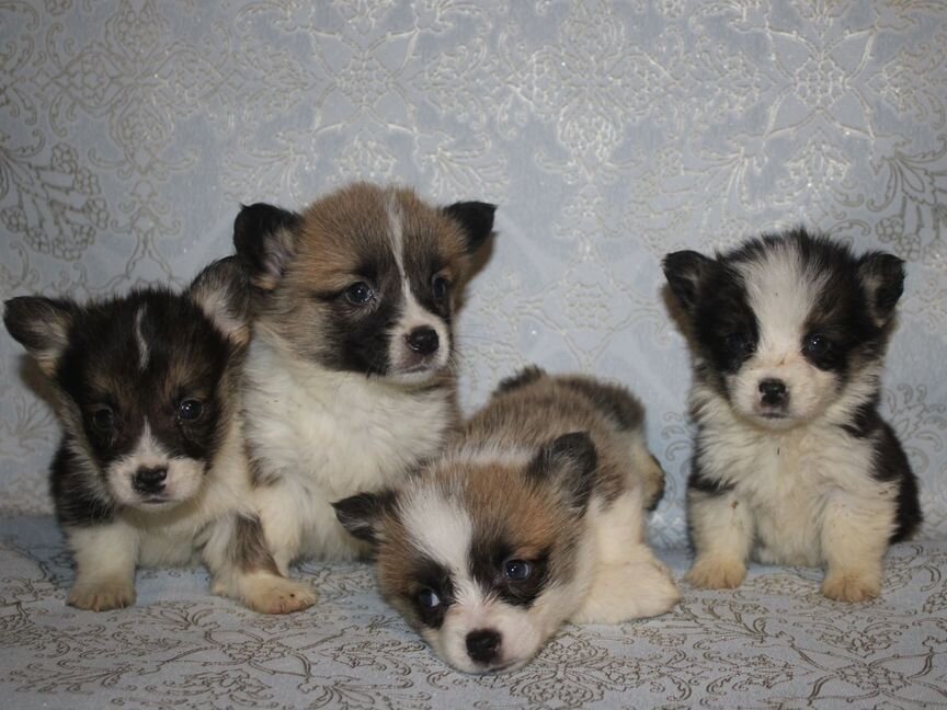 Щенки корги Пемброк