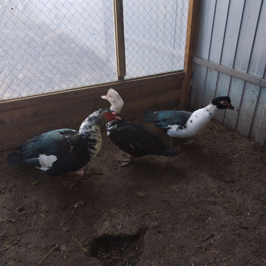 Утки шипуны