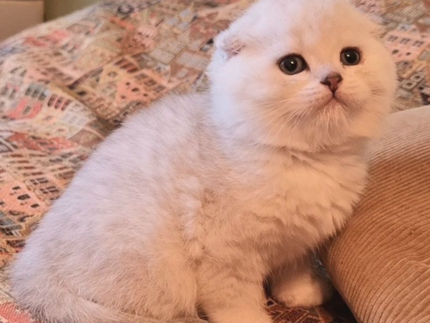 Шотландские котята