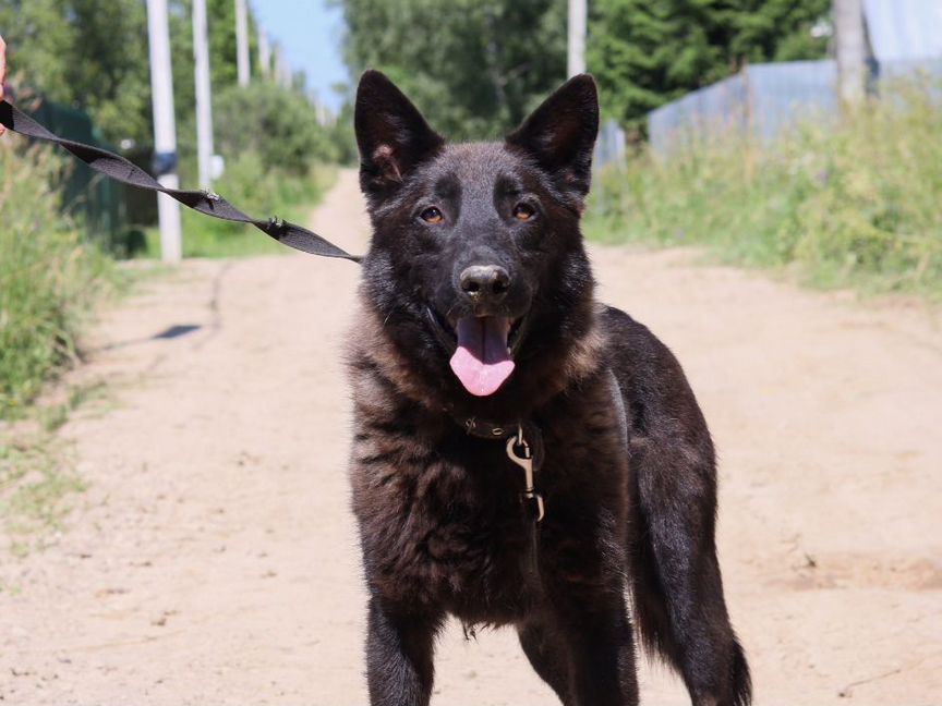 Кобель 3х лет Нигон в добрые руки