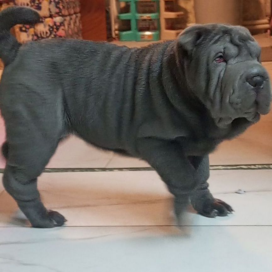 Шарпей, щенок