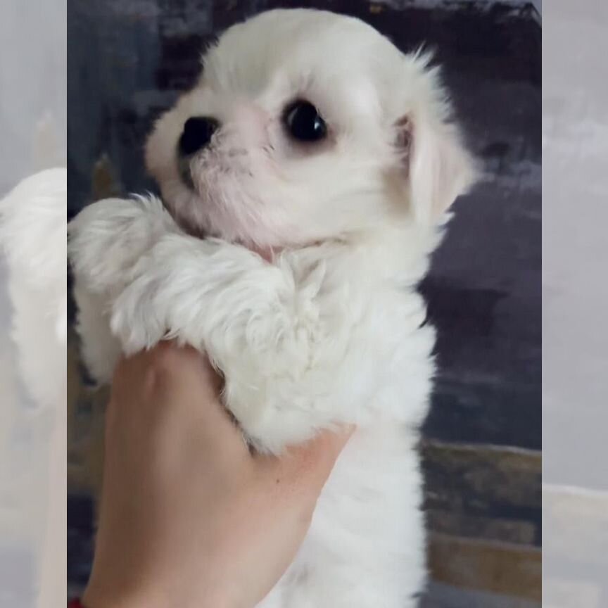 Мальтийская болонка, щенок