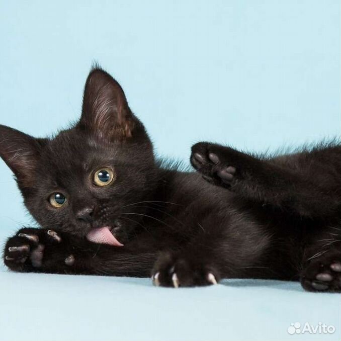 Маленькое солнышко ищет дом