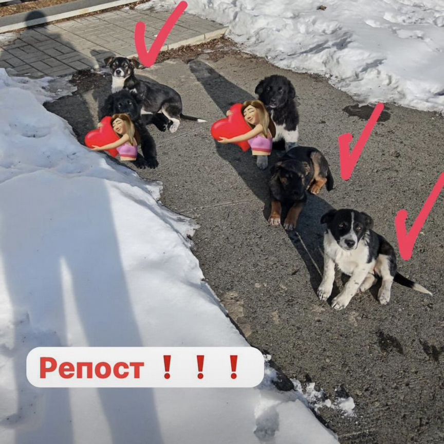 Щенок в добрые руки бесплатно
