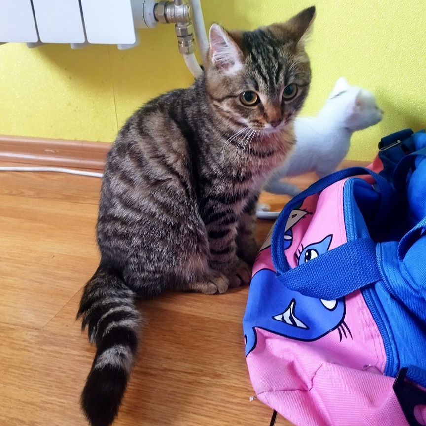 Котёнок в добрые руки