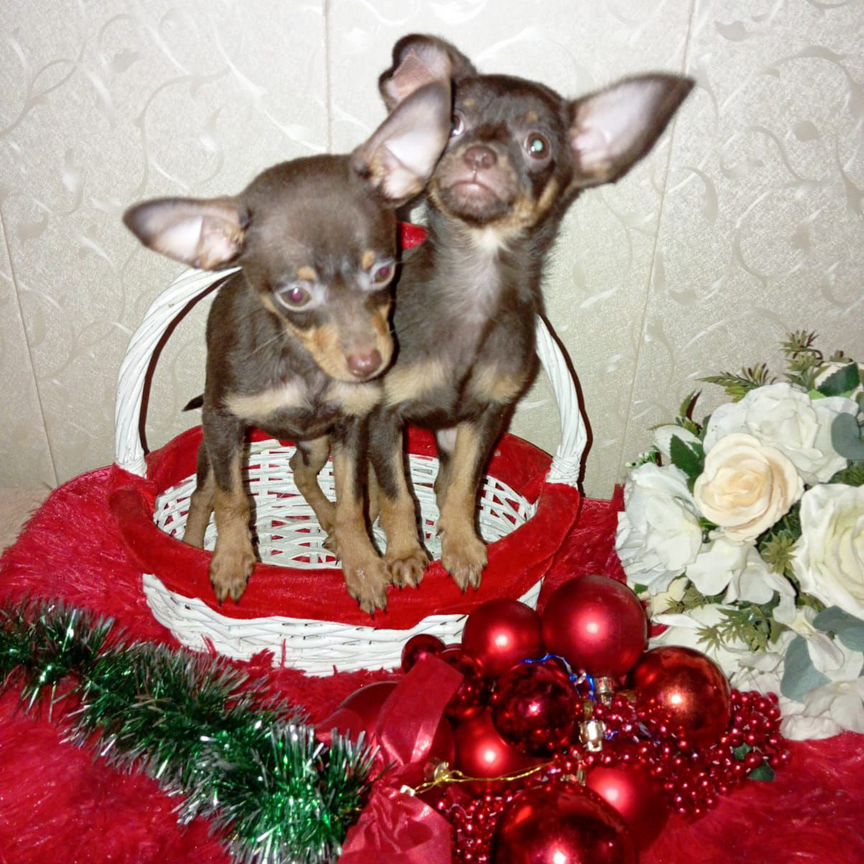 Роскошные шоколадки