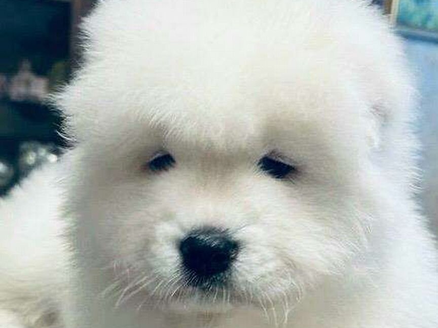 Самоеды-малыши, мальчишки