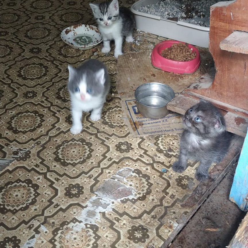 Котята в добрые руки даром