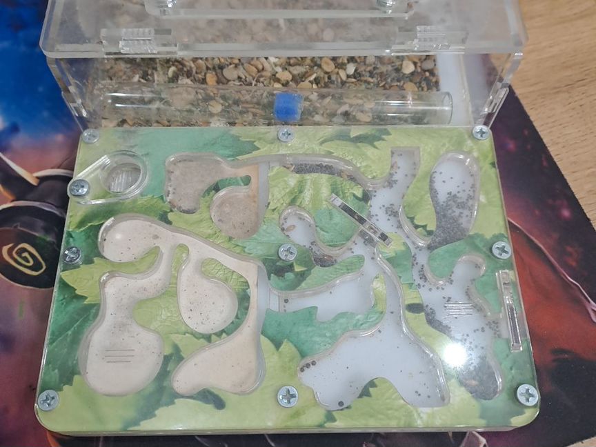 Формикарий