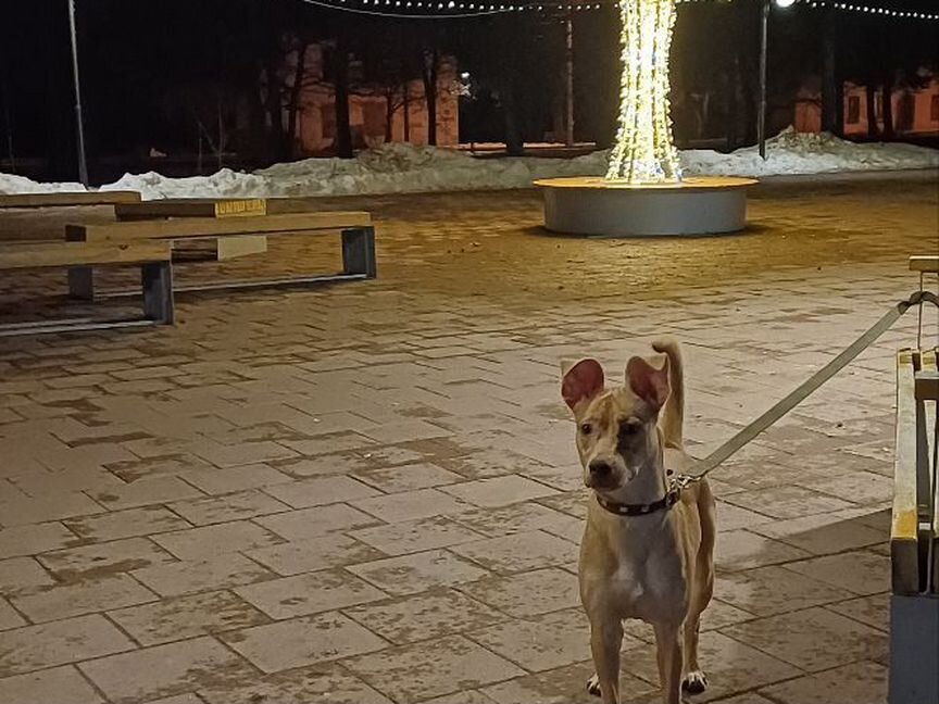 Собака в добрые руки