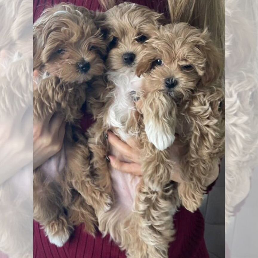 Мальтипу, щенок