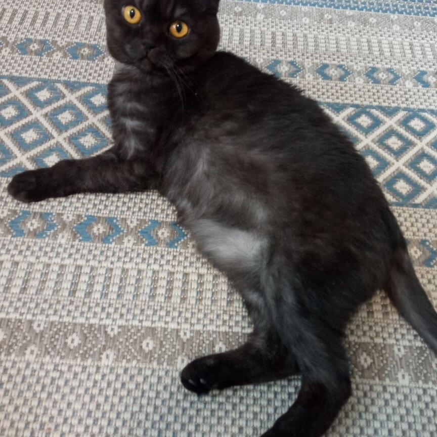 Шотландская кошка бесплатно