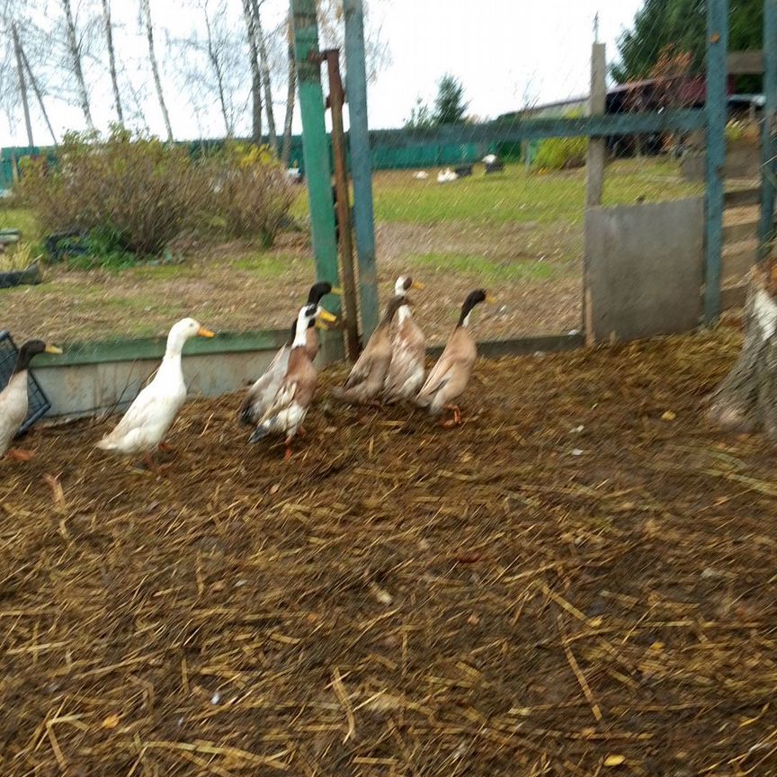 Селезень утка бегунок крякалка редкая порда