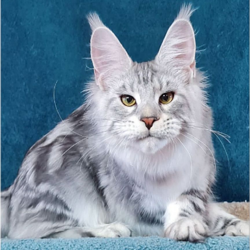 Мейн-кун котенок черный серебряный с документами