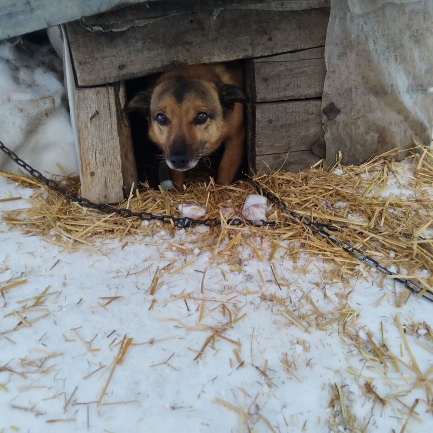 Отдам в добрые руки