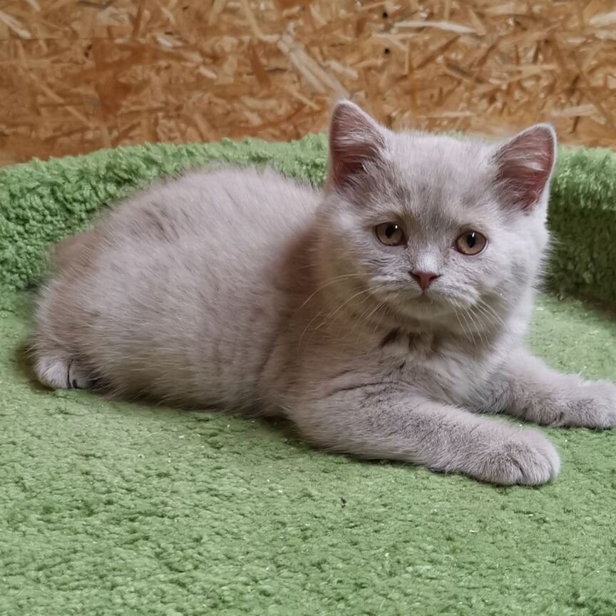 Британский короткошёрстный котёнок