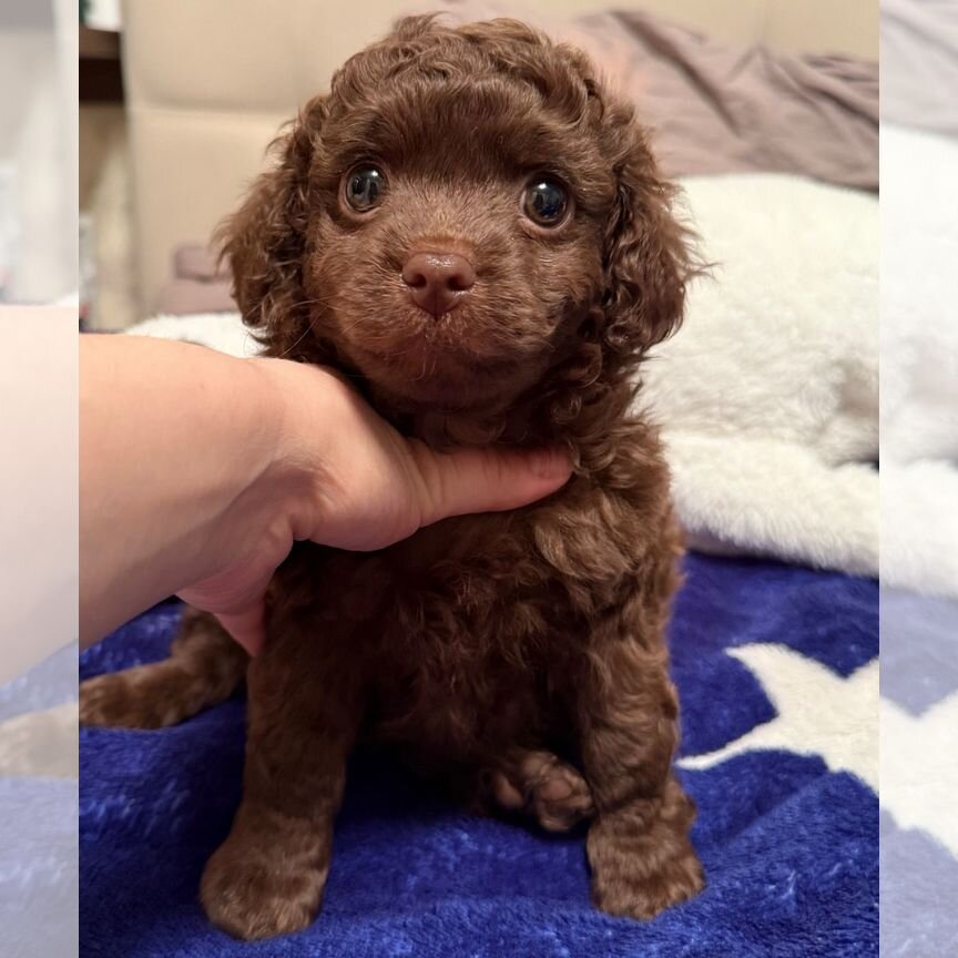 Мальтипу, щенок