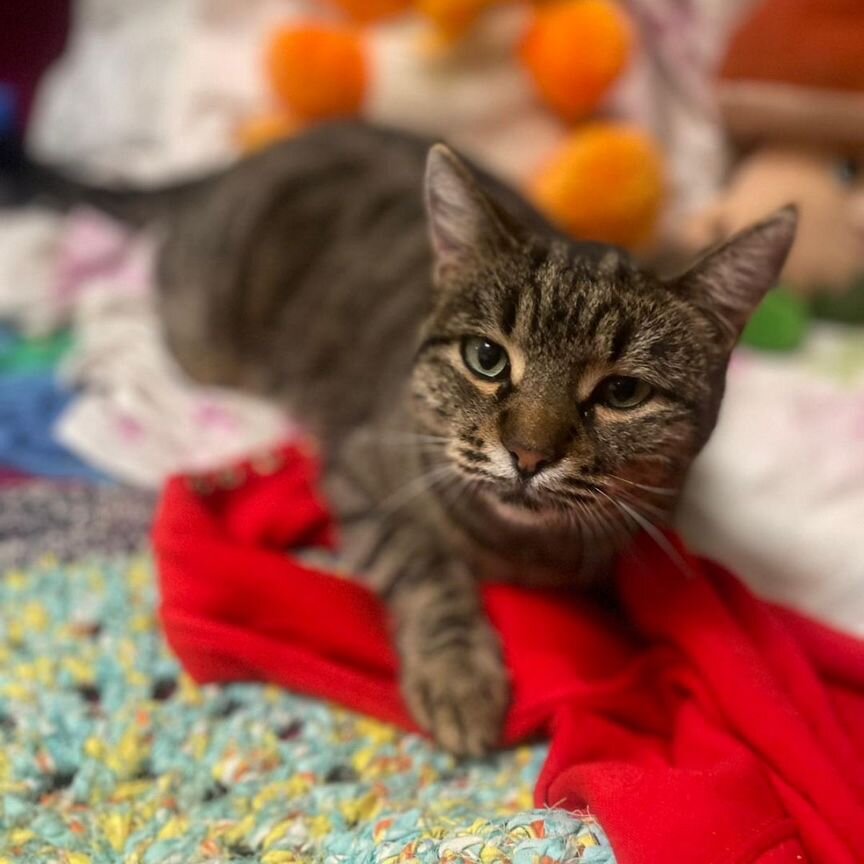 Мурочка из приюта