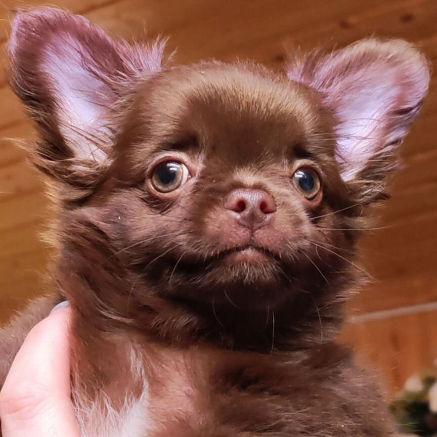 Чихуахуа, щенок