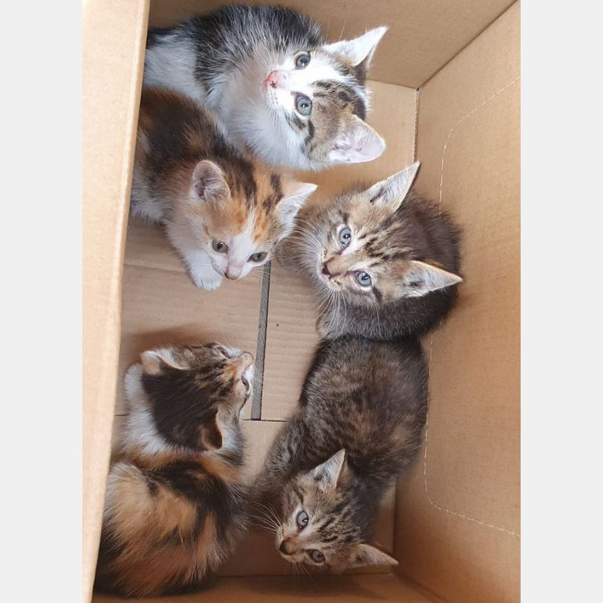 Котята в добрые руки