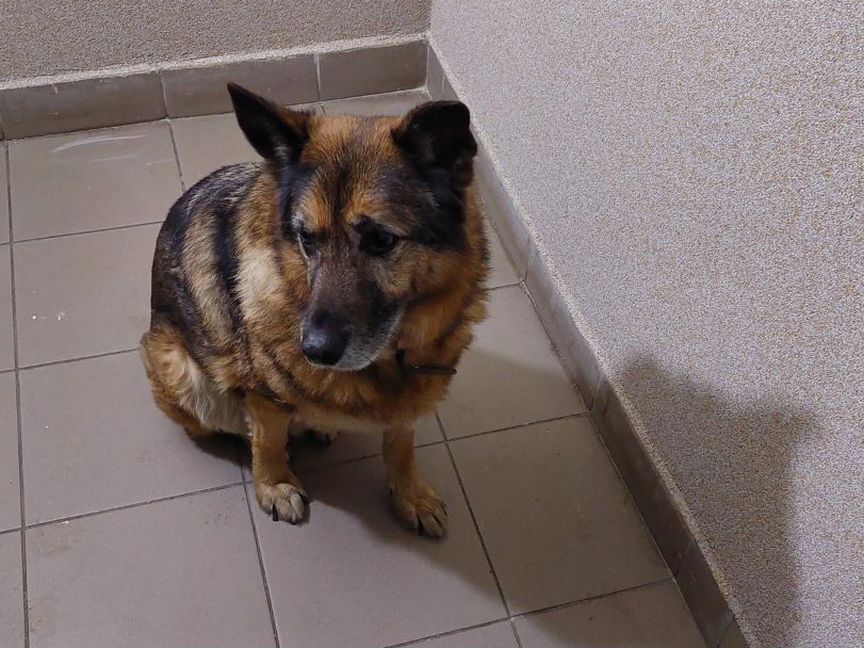 Отдам собаку в добрые руки