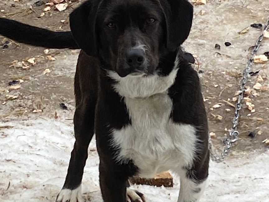 Собака в добрые руки отдам бесплатно