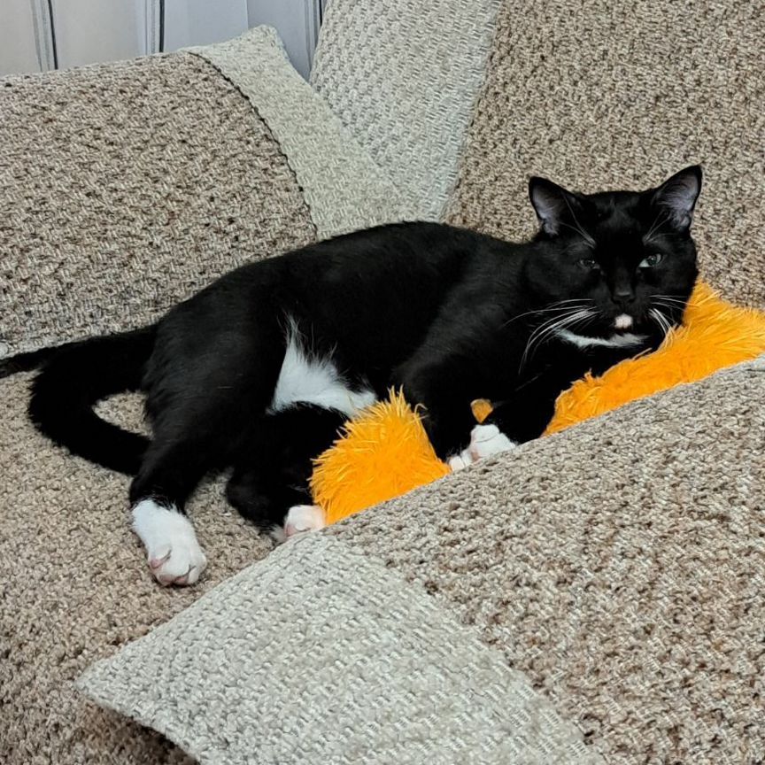 Отдам кота в добрые руки