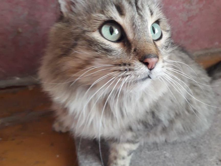 Кот